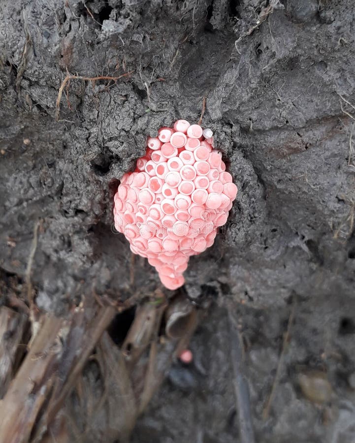 Rice field snail red egg stock photo. Image of snail - 236133080