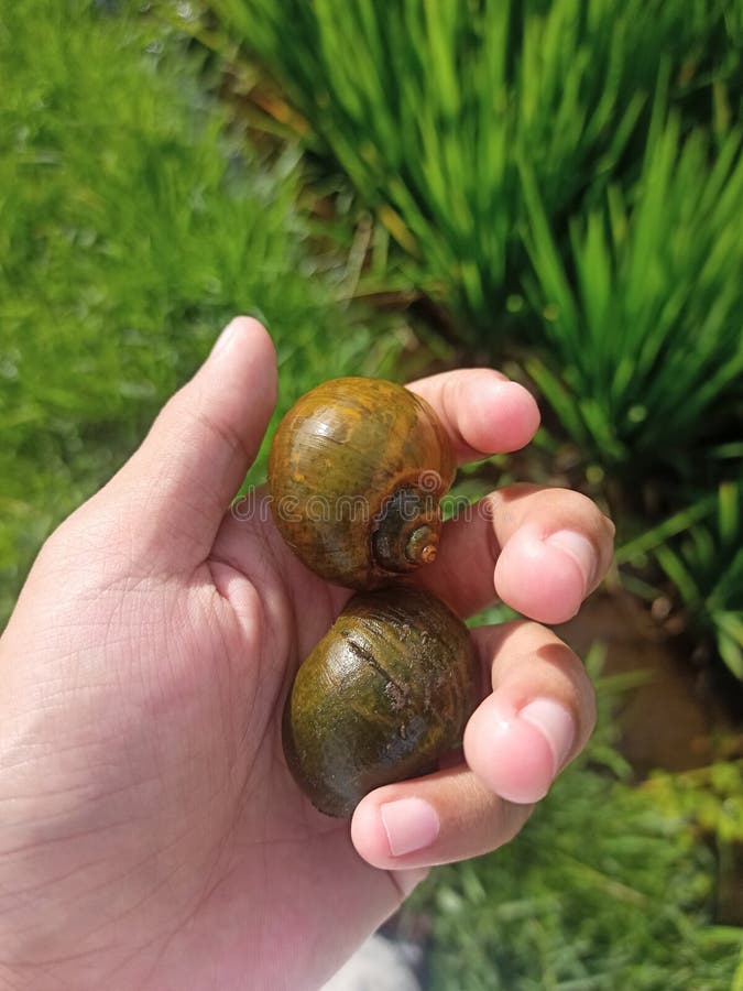 Rice Field Snails that Usually Live on the Edge of Rice Fields Owned by ...