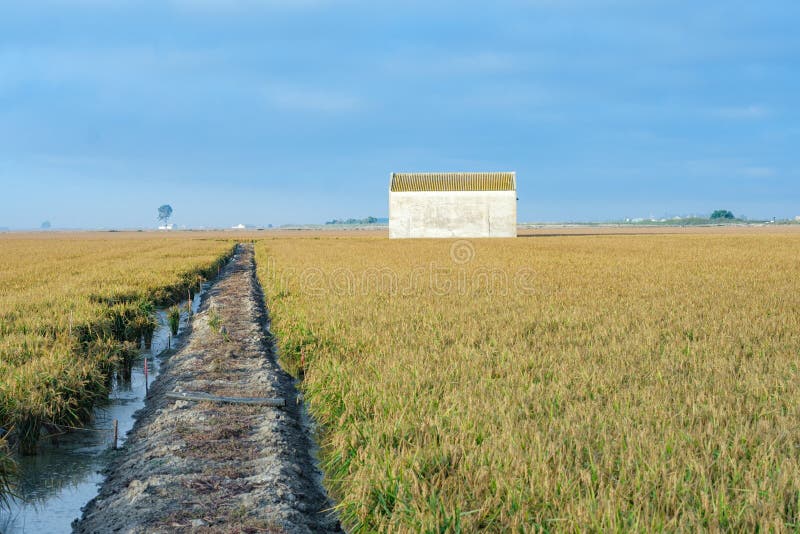 Rice Field in Spain for Collection Stock Photo - Image of gold, macro ...