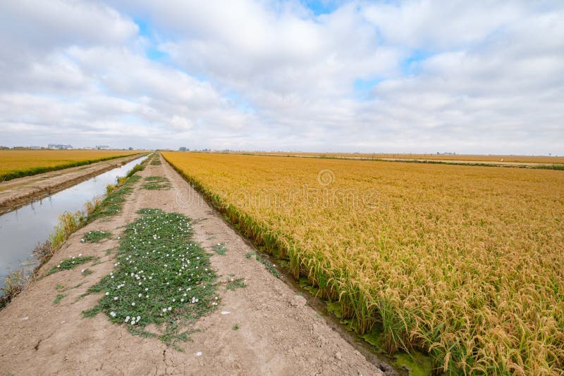 Rice Field in Spain for Collection Stock Image - Image of dawn, blue ...