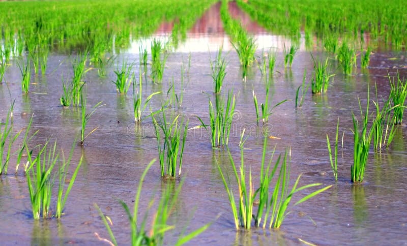 Rice Paddy Closeup stock image. Image of aquatic, water - 1966507