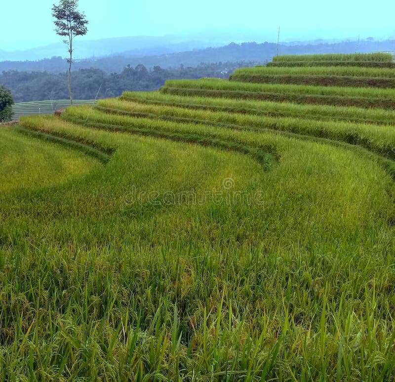 Ricerield Stock Photos - Free & Royalty-Free Stock Photos from Dreamstime