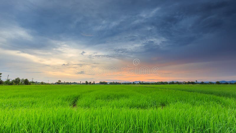 Rice Field and Storm Cloud at Sunset Time Stock Photo - Image of ...