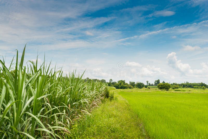 Rice field ,sugar cane stock image. Image of nature, green - 58036321
