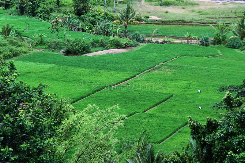 Rice Field at Sumedang West Java Indonesia Stock Image - Image of crop ...