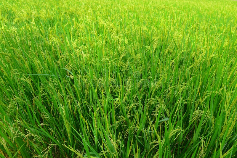 Rice Field stock image. Image of landscapes, nature, scenics - 35385907