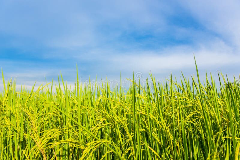 Rice field stock image. Image of leaf, asia, foliage - 33324235