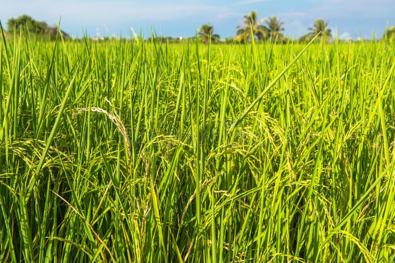 Rice field stock image. Image of leaf, asia, foliage - 33324235