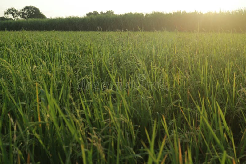 Rice Field with Sun Flare in the Morning Stock Photo - Image of harvest ...