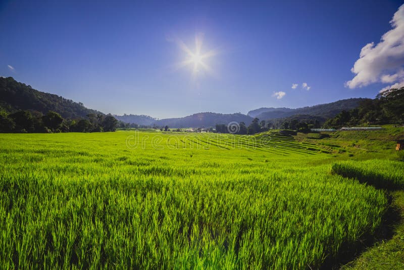Rice field with sun stock photo. Image of cereal, sunrise - 48365920