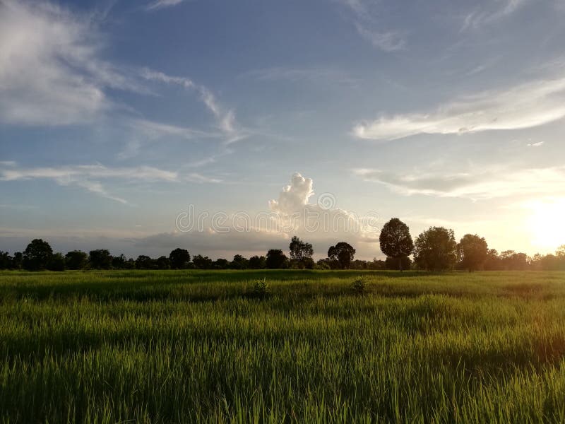 Rice Field stock image. Image of sunlight, field, rice - 130144381