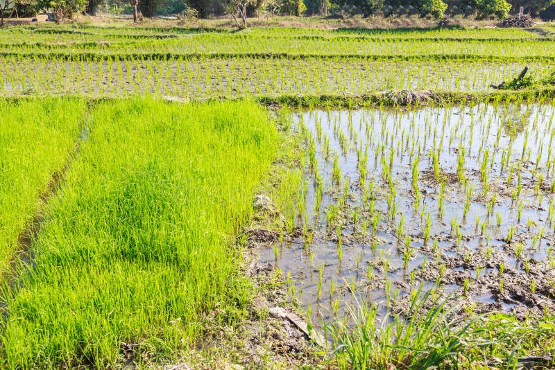 Rice Field on sunlight stock image. Image of ethnicities - 39834377