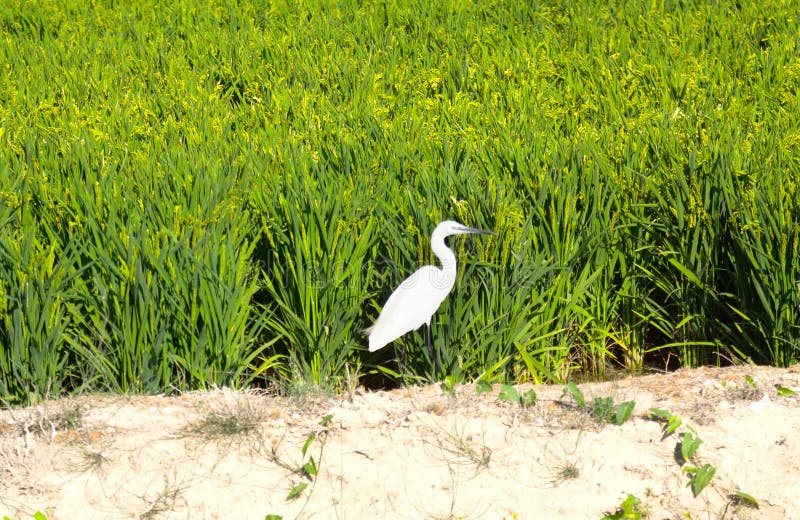 Rice at field stock image. Image of farmland, field, fields - 43918563