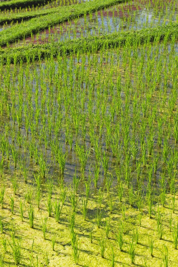 Rice field at a sunny day stock image. Image of horizon - 44255315