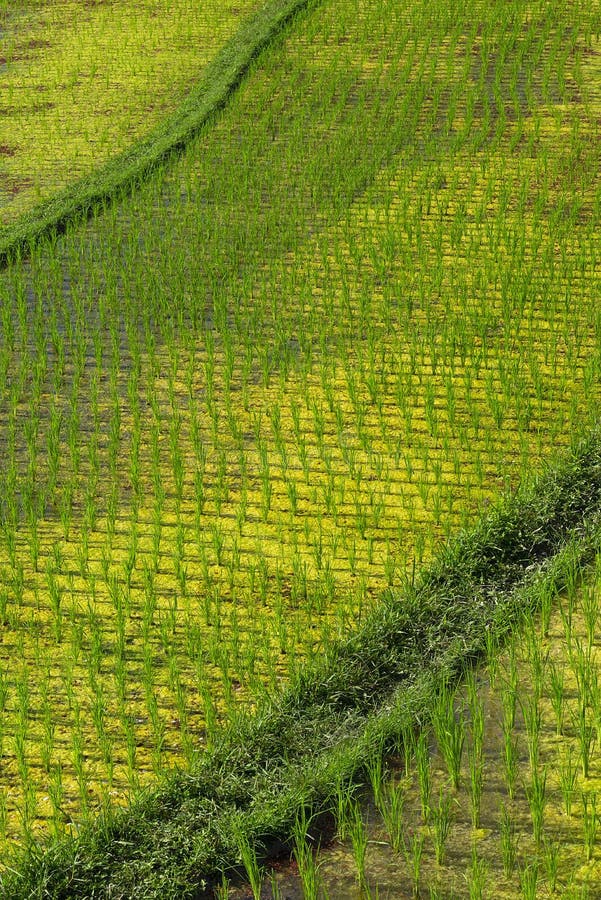 Rice field at a sunny day stock photo. Image of graft - 44912832