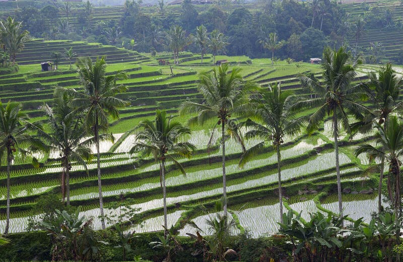 Rice field at a sunny day stock photo. Image of graft - 44912832