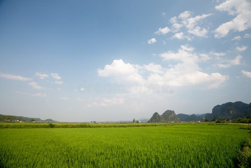 Rice field stock image. Image of farming, grow, nature - 81836777