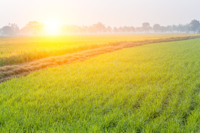 Rice Field with Sunrise in the Morning Stock Image - Image of farming ...
