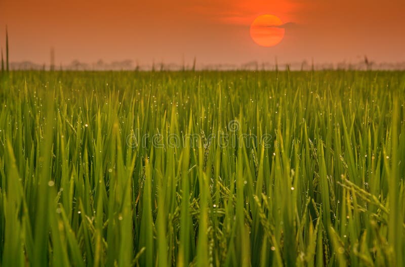 Rice field and sunrise stock photo. Image of cloudy, land - 43922518