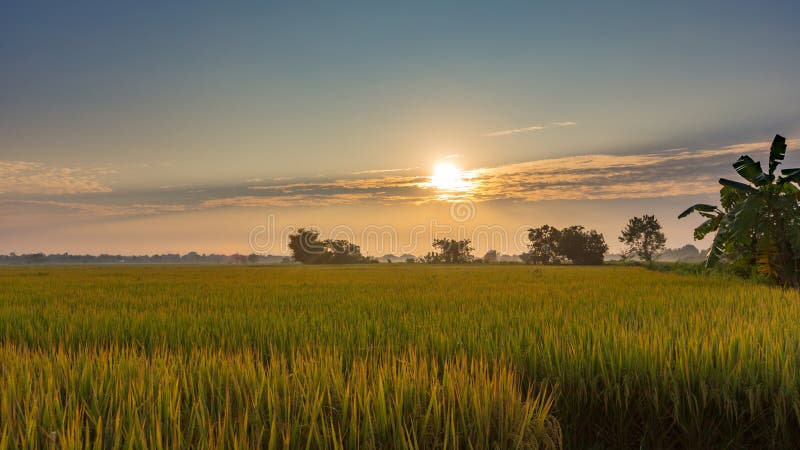Rice Field with Sunrise or Sunset in Moning Light Stock Photo - Image ...