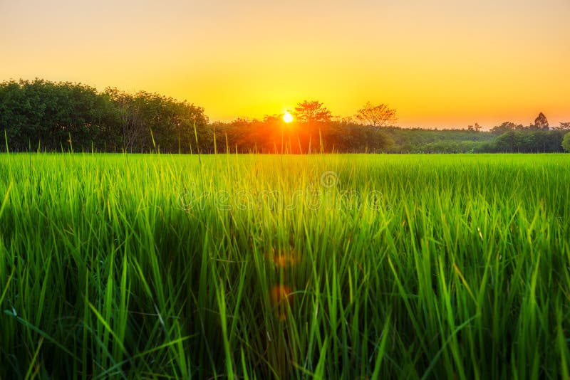 Rice Field with Sunrise or Sunset in Moning Light Stock Image - Image ...