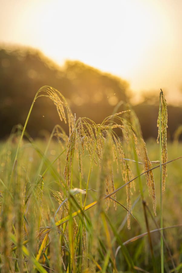 Rice Field with Sunrise or Sunset and Sky Over the Sun Stock Photo ...