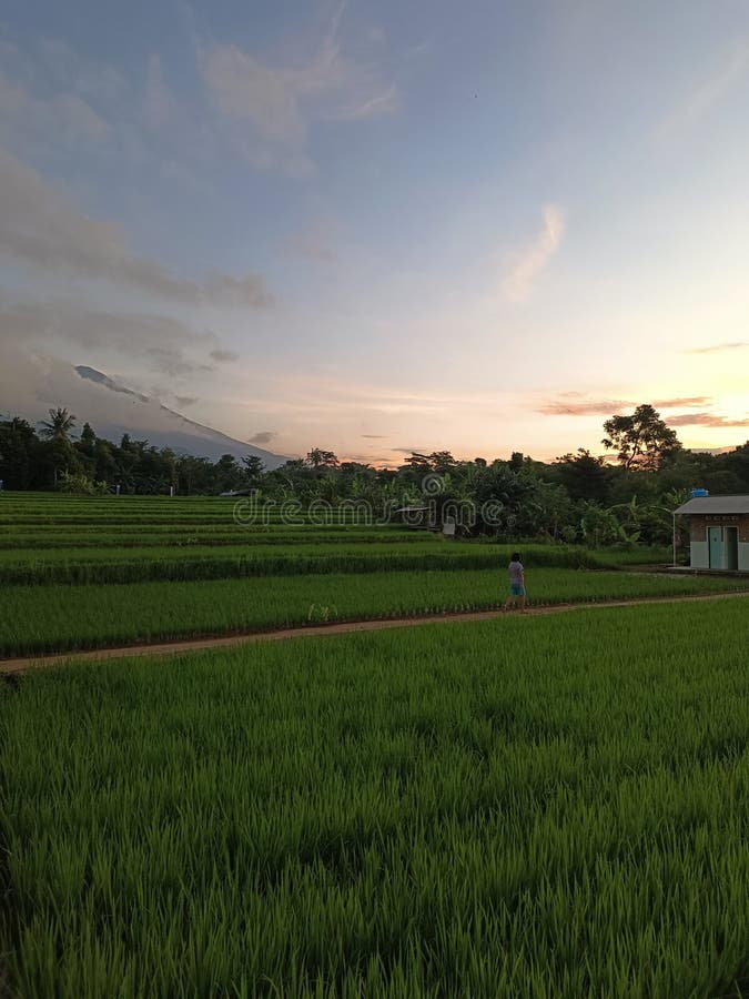 Rice Field Sunset stock photo. Image of green, sunset - 250588086