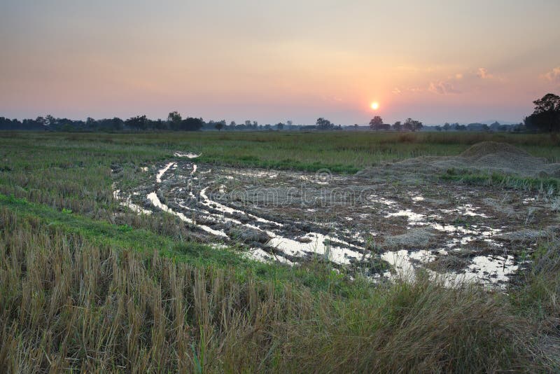 Rice field before sunset stock photo. Image of style - 28459516