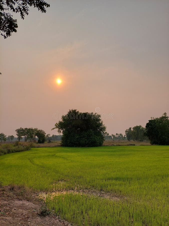 Rice field sunset stock image. Image of rice, sunset - 369766979
