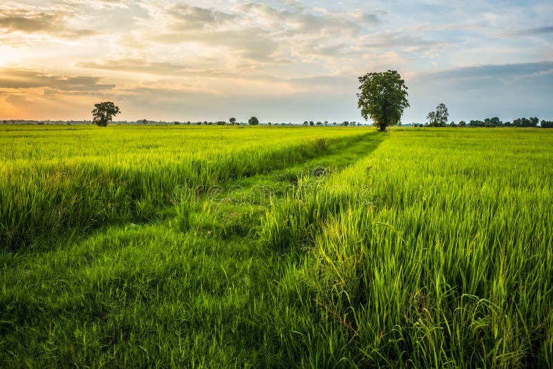 Rice Field before Sunset stock image. Image of sunshine - 153297557
