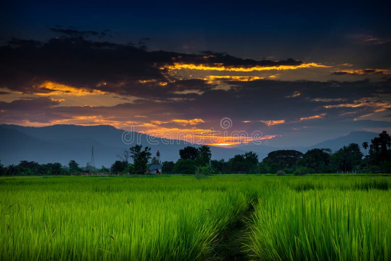Rice field at sunset stock image. Image of leaf, field - 62254085