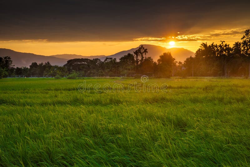 Rice field at sunset stock image. Image of flora, asia - 62254959