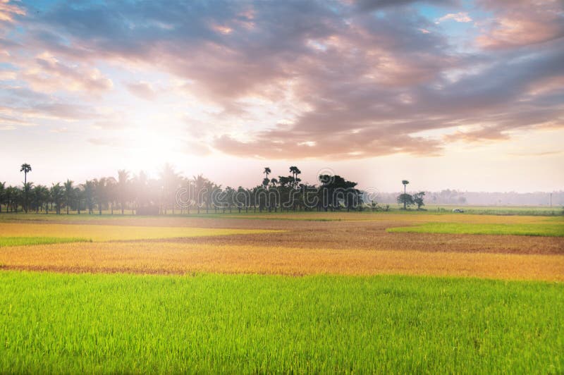 Rice field at sunset stock image. Image of golden, beautiful - 37060403
