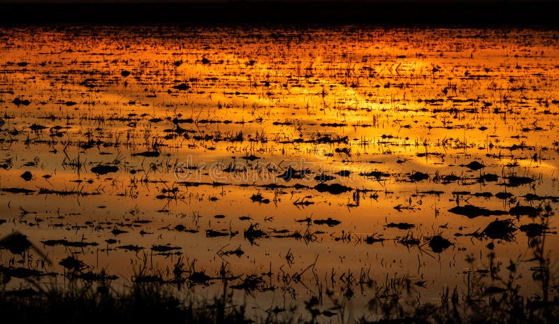 Rice Field at Sunset with Orange Colors Stock Image - Image of night ...