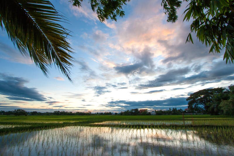 Rice field at sunset stock image. Image of huts, backgrounds - 42751069