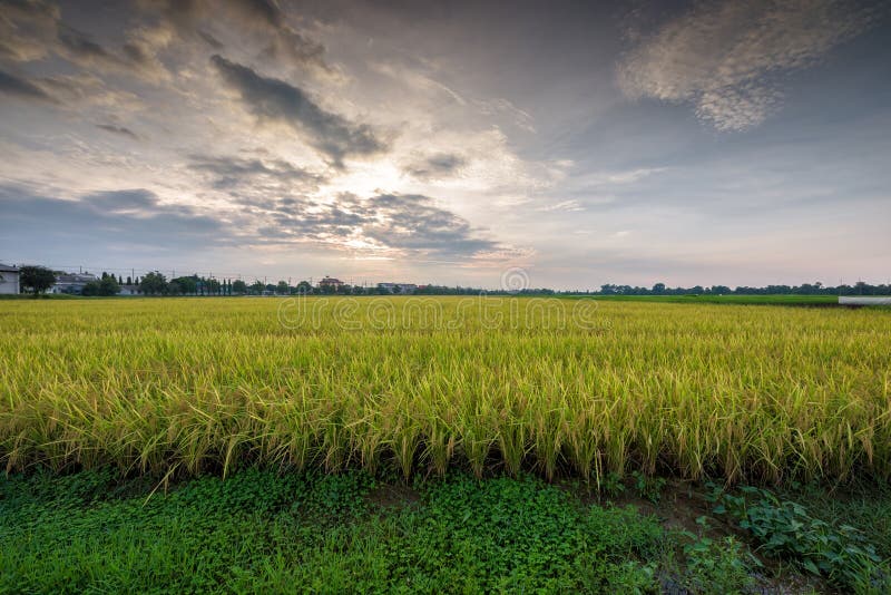Rice field stock photo. Image of season, fresh, harvest - 86169448