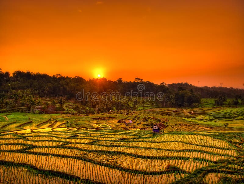 Rice Field Sunset and Water Stock Image - Image of summit, field: 235535617