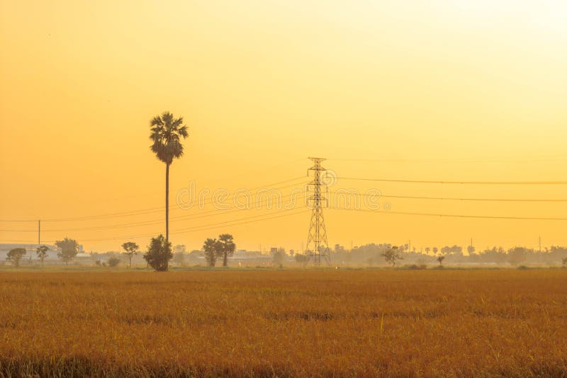 242 Winter Rice Field Plants Stock Photos - Free & Royalty-Free Stock ...