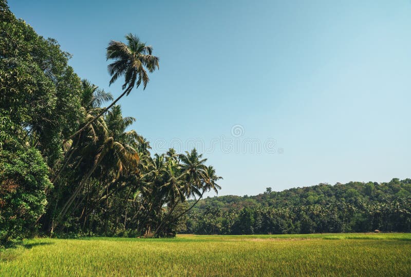 Rice Field Surrounded by Coconut Trees Stock Photo - Image of green ...