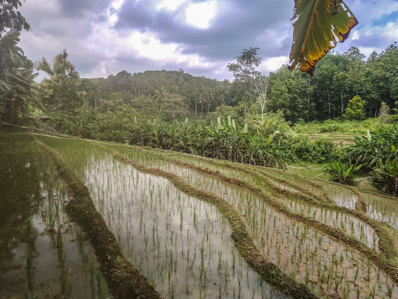 The Rice Field System is a High Cultivation Technique, Especially in ...