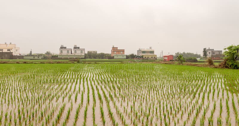 Rice Field in Taoyuan District, Taiwan April 2016 Stock Image - Image ...