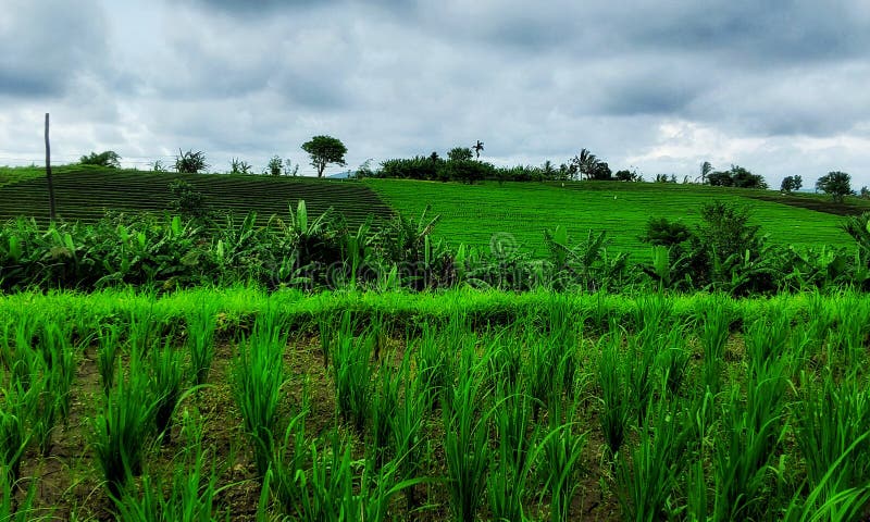 Rice Field Teracce in Tabanan Bali Stock Image - Image of bali, plant ...
