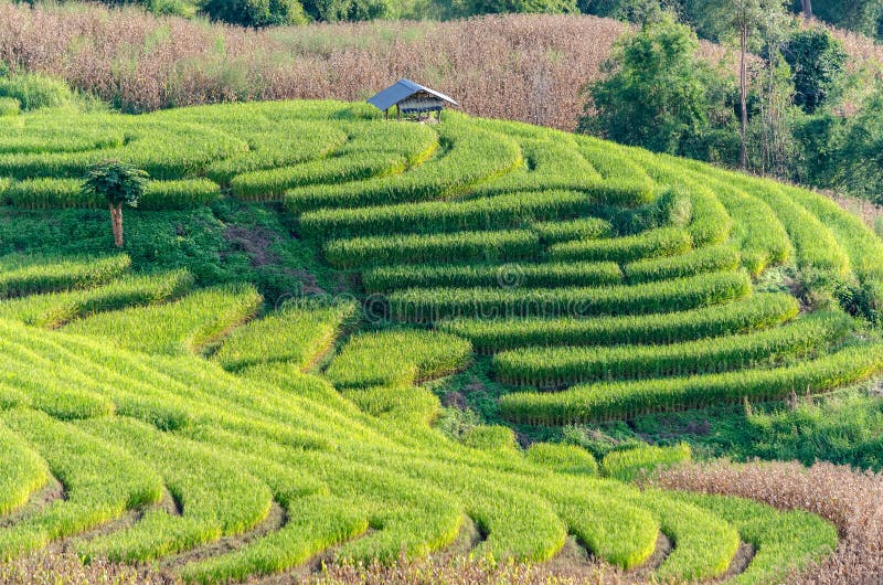 Rice Field Terrace, Agriculture Terrace on Hills. Stock Photo - Image ...