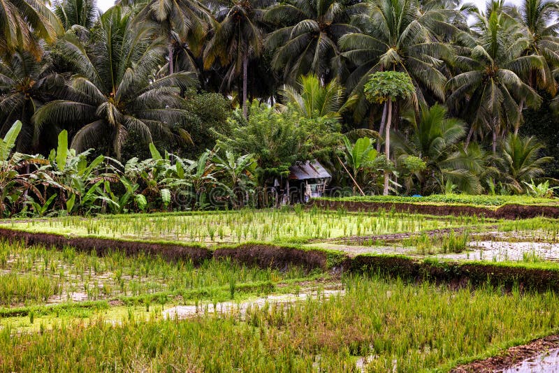 Rice Field Terrace in Bali Indonesia Stock Image - Image of growing ...
