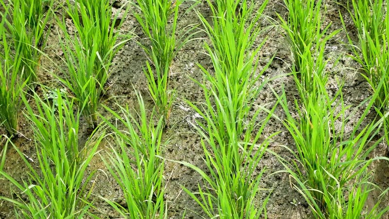 Rice Field Terrace. Blowing Wind Stock Video - Video of asia, plants ...