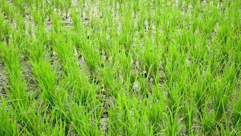 Rice Field Terrace. Blowing Wind Stock Video - Video of agriculture ...