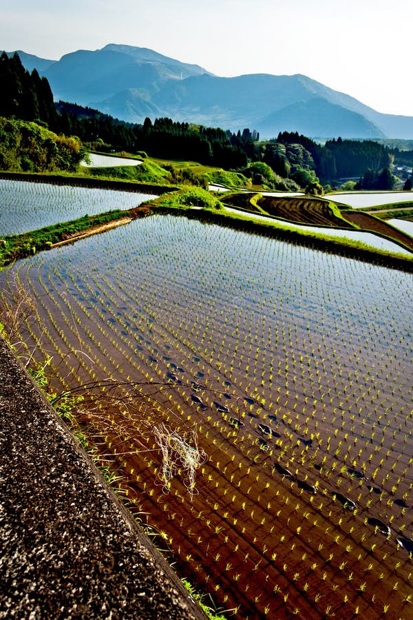 Rice Field Terrace in Kyushu Japan Stock Photo - Image of stone ...