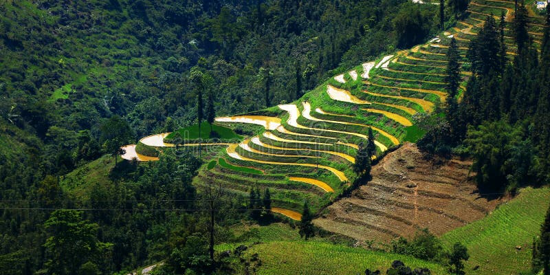 Rice field in terrace stock image. Image of nature, asia - 97811275