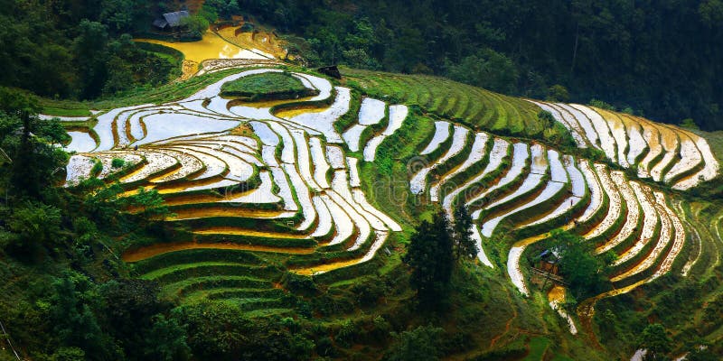 Rice field in terrace stock photo. Image of korea, countryside - 97881450