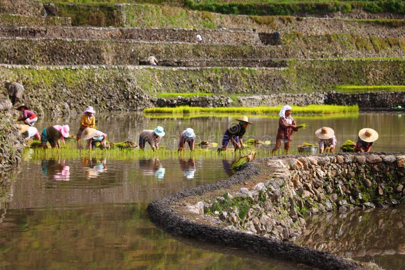 Rice field terrace editorial stock photo. Image of food - 96599663